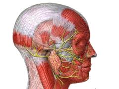 Parotida – glandula parotis | PRIVATNA ORDINACIJA DENTALNE MEDICINE ...